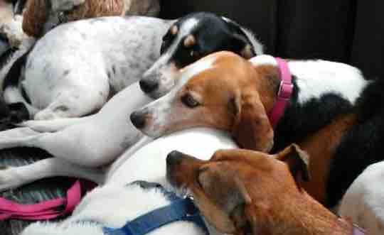 Change a Pet’s Life With These 15 Pet Fundraising Ideas