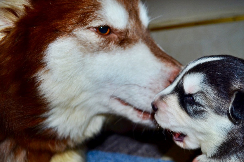 Change a Pet’s Life With These 15 Pet Fundraising Ideas