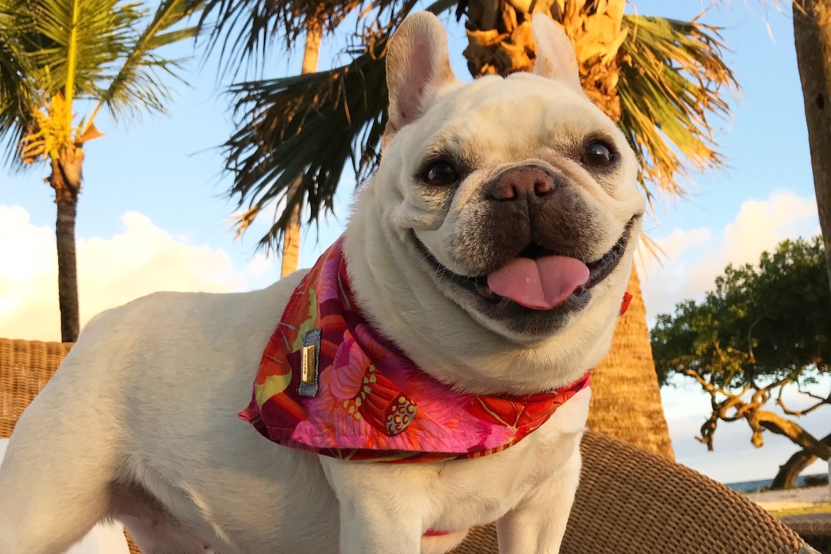 Change a Pet’s Life With These 15 Pet Fundraising Ideas