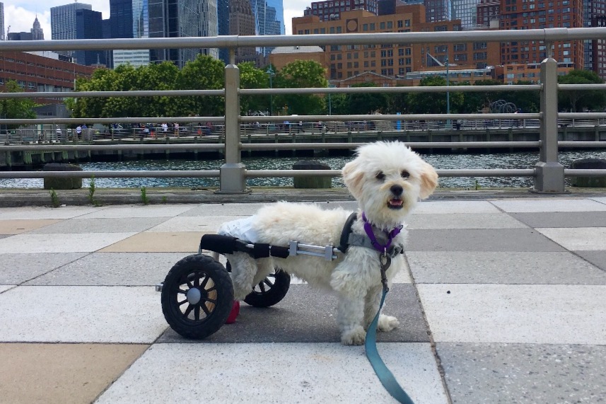 Change a Pet’s Life With These 15 Pet Fundraising Ideas