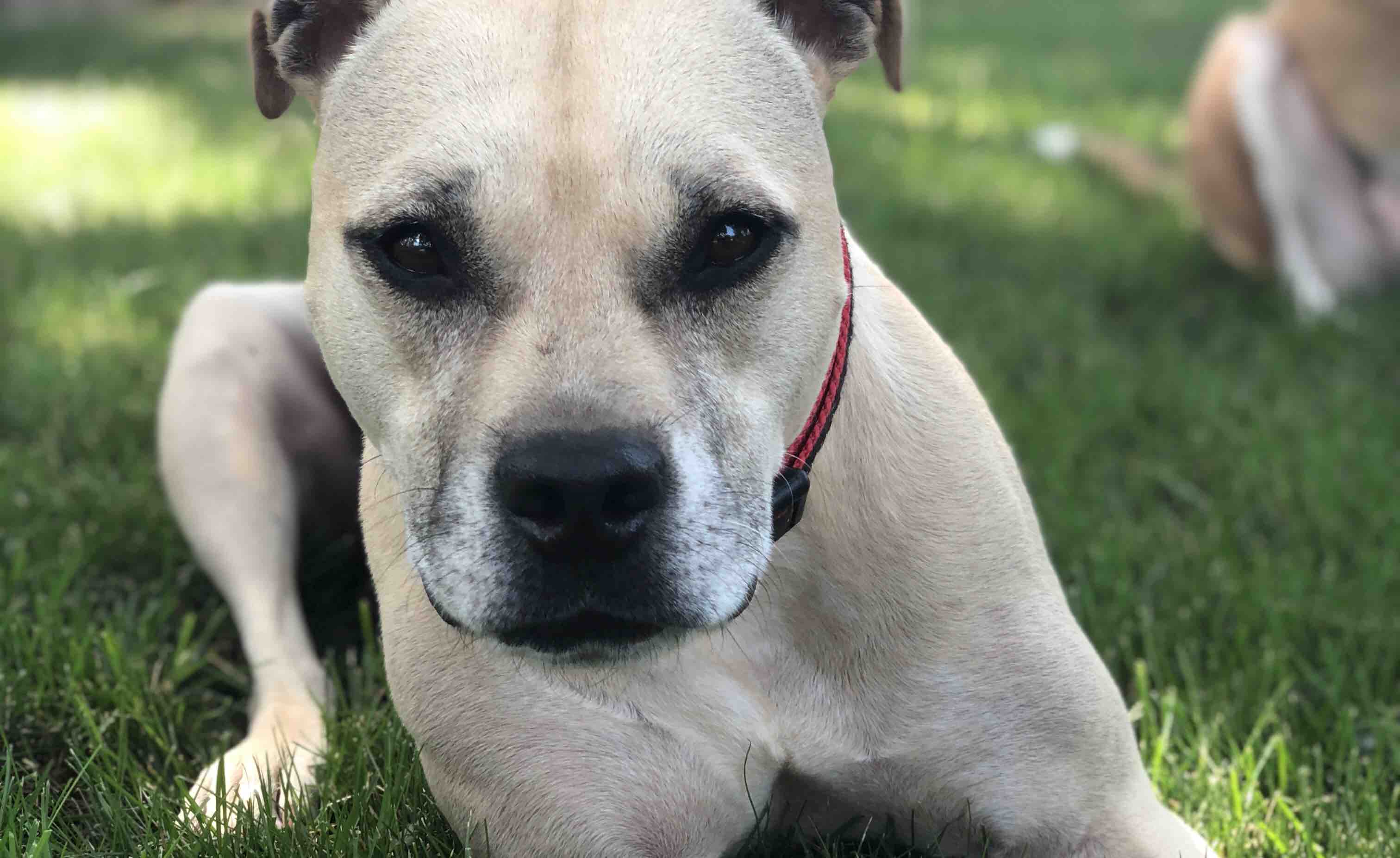 Change a Pet’s Life With These 15 Pet Fundraising Ideas