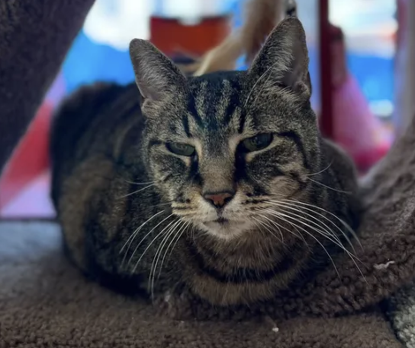 Start An Animal Fundraiser - Fundraise For Pets, Shelters & Rescues