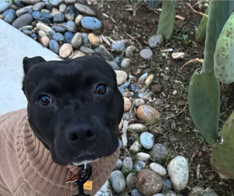 Start An Animal Fundraiser - Fundraise For Pets, Shelters & Rescues