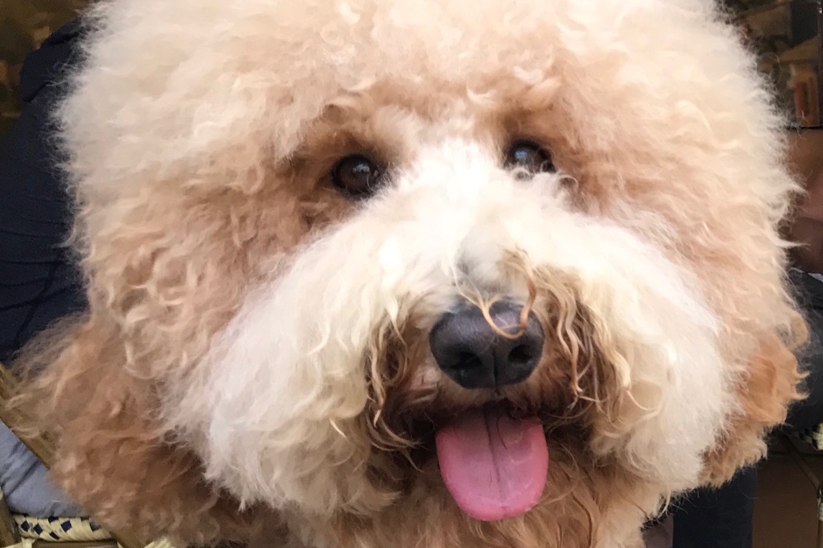 Top 15 Pet Fundraising Ideas To Raise Money | GoFundMe