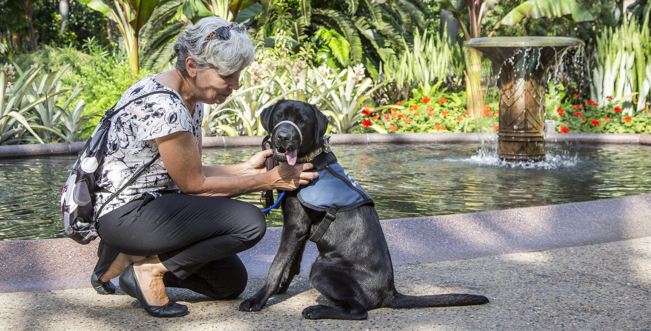 How To Get A Service Dog Unlock Your Independence